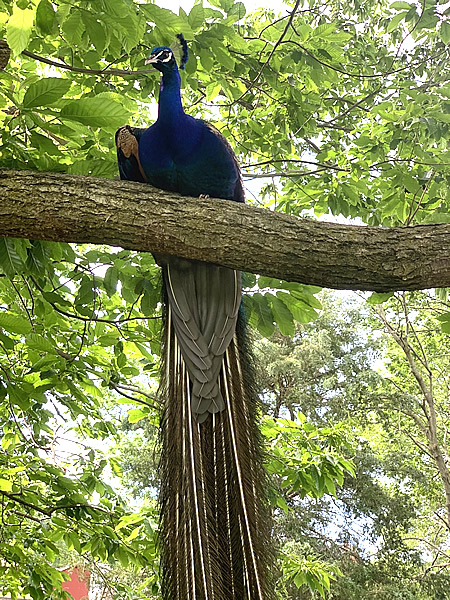 Loudoun Peacocks at Shiloh Manor Farm – Shiloh Manor Farm