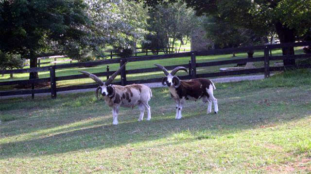 Shiloh Manor Jacob Sheep Fiber – Shiloh Manor Farm